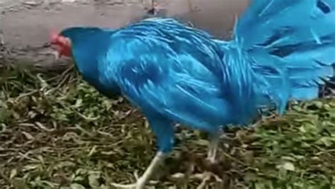 파란 색깔 닭 ‘화제 동아사이언스