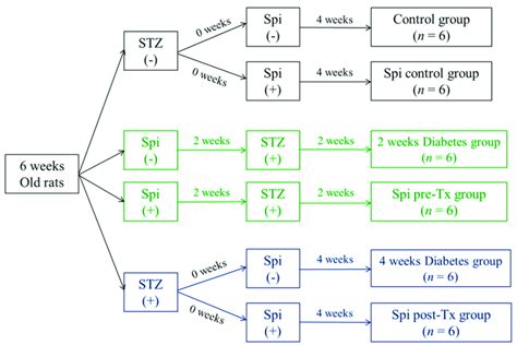 Schematic Diagram Of The In Vivo Experimental Protocol Download