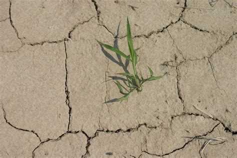 Susza W Jeziorze Widać Popękane Dno A W Kranach Brakuje Wody Oko Press