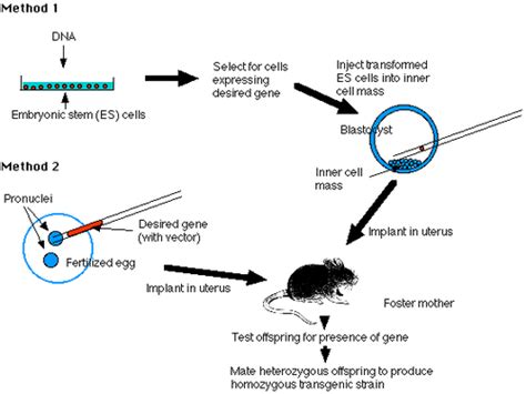 Gene Functional Analysis In Animal Models Flashcards Quizlet