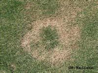 Necrotic Ring Spot Turfgrass Diagnostic Lab