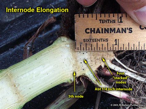 Root Development In Babe Corn Purdue University