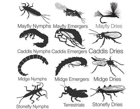 The Catch And The Hatch Flies And Courses For Fly Fishermen