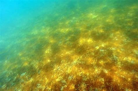 Golden Brown Crusty Algae Attacking Caribbean Reefs Azp News