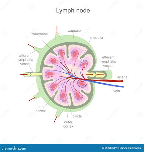 Anatomy Of A Lymph Node Simplified Scheme Showing External And