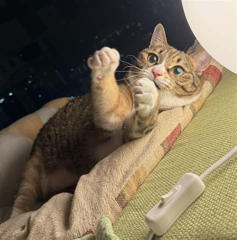 What Kind Of Standard Issue Cat Is Muimui Rstandardissuecat