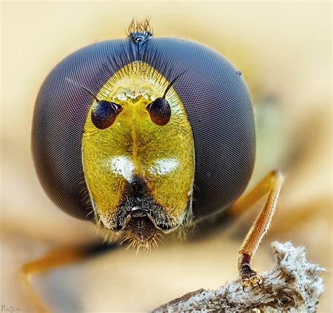 Hoverfly Foto And Bild Tiere Wildlife Insekten Bilder Auf Fotocommunity
