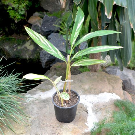 Shell Ginger Variegated Plant