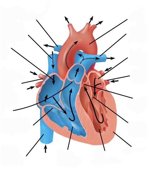 Bio Lab Exam 2 Lab 10 Circulatory Diagram Quizlet
