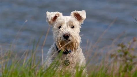 Welche Rasse Ist Idefix Die Komplette Erklärung Hundekumpel