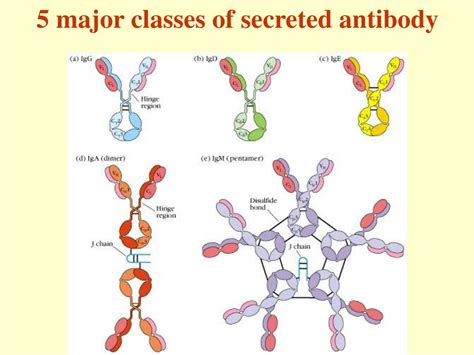Ppt Chapter 4 Immunoglobulins Structure And Function Powerpoint Presentation Id 4524596