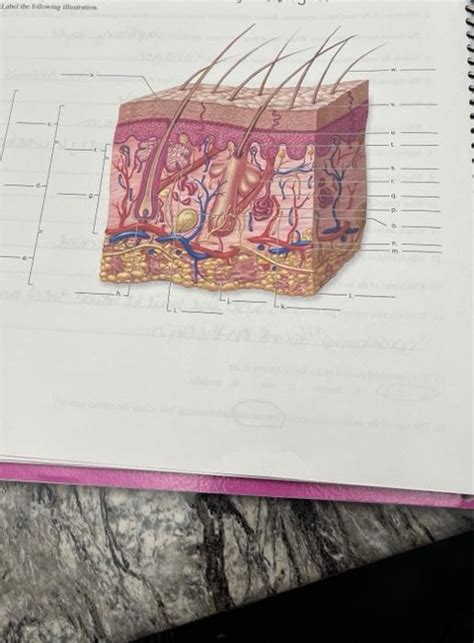 Solved Label The Picture Label The Image With The Correct Chegg Com