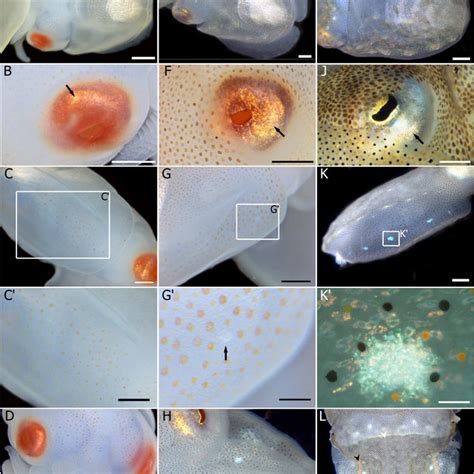 Pdf Coleoid Cephalopod Color Patterns Adult Skin Structures And Their Emergence During