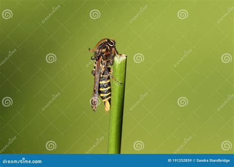 A Tiny Rare Raspberry Clearwing Moth Pennisetia Hylaeiformis Perching On A Reed Stock Image