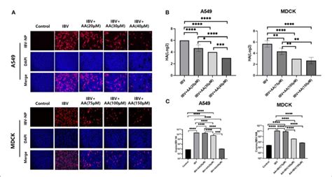 Figure Antiviral Eeects Of Atractyloside A Against Ibv Infection In