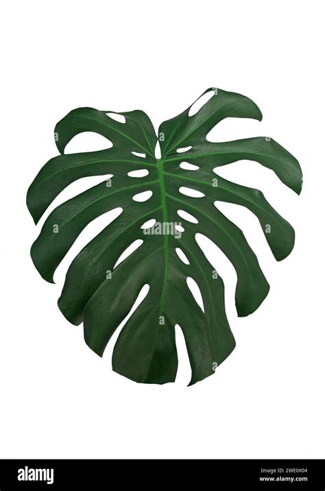 Monstera Deliciosa The Swiss Cheese Plant Or Split Leaf Philodendron