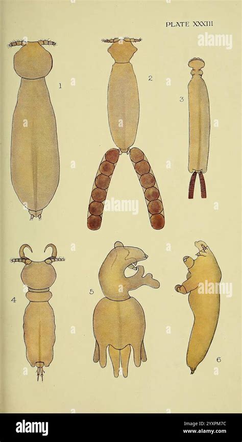 The British Parasitic Copepoda London Printed For The Ray Society 1913 Great Britain Parasites