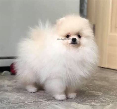 Померан за разплод Померан Мъжки Куче Търсят партньор Харманли