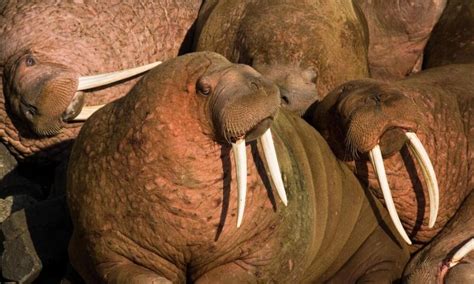 Walrus Facts Size Weight Habitat Diet Predators And Pictures