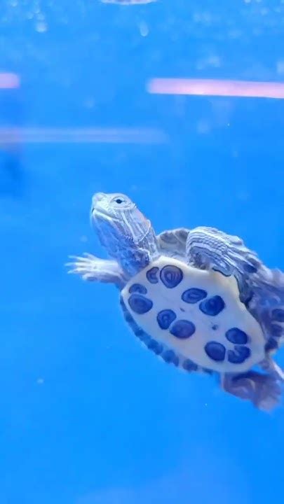 Under Water 🌊💦 Tunneltortoise Youtubeshorts Viral Instagram