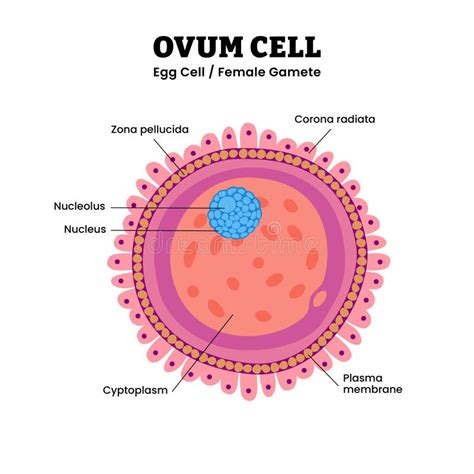 Ovum Cell Structure Anatomy Diagram Infographic Female Gamete