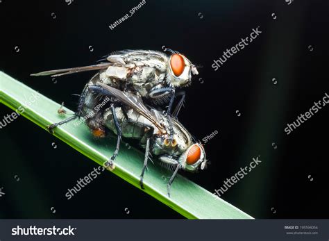 House Fly Sex In Black Background Stock Photo 195594056 Shutterstock