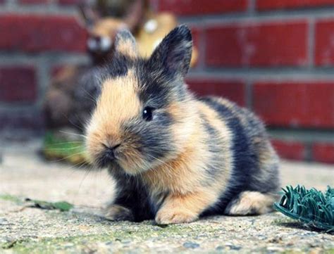 Open Minda Gambar Arnab Comel Yang Sangat Lucu Dan Cute