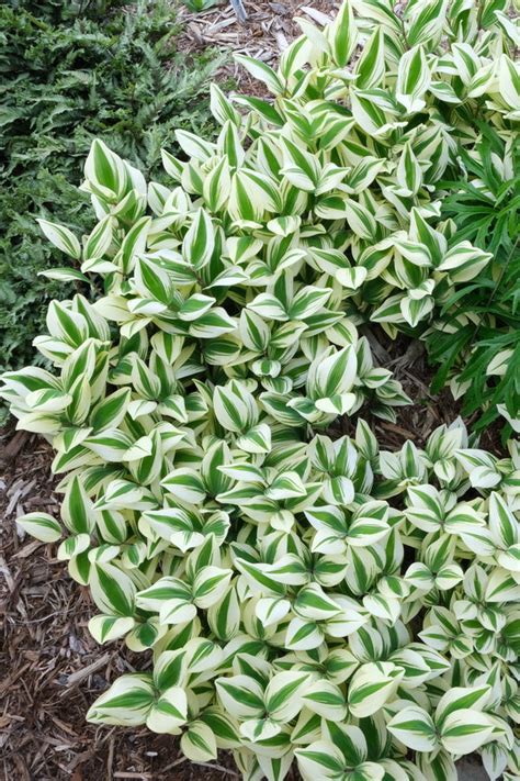 Zone 7 Plants Plants For Zone 7a Zone 7b Zone 7 Perennials