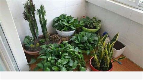 養黃金葛一個小方法不黃葉不爛根翠綠光亮能爬幾米長 蘭亭花集