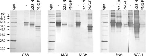 Lectin Blots Of Untreated − S Typhimurium α2 3 Sialidase Treated