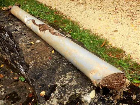 Indications Of Tree Root Intrusion In Sewer Line Pipes