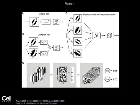 Spatiotemporal Elements Of Macaque V1 Receptive Fields Ppt Download
