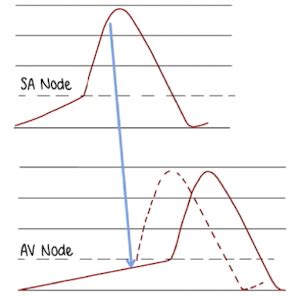Exam Cardiac Pacemaker And Heart Rate Flashcards Quizlet