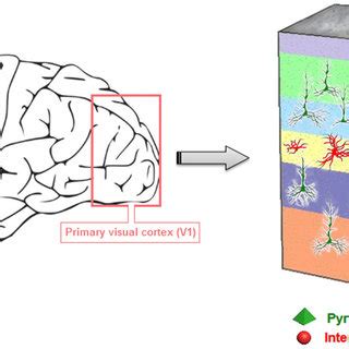 Organization Of The Primary Visual Cortex Download Scientific Diagram