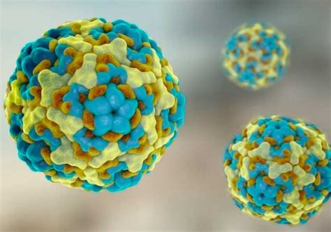 Enterovirus Vircell