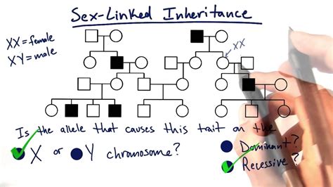 Sex Linked Trait Tales From The Genome Youtube