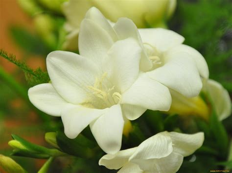 Фрезия белая фото и картинки 66 штук