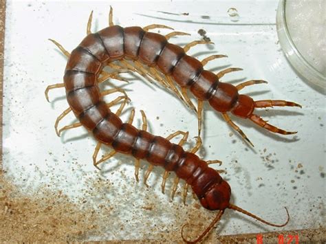 Quilópodes Circulação E Sistema Circulatório Mundo Ecologia