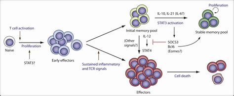 Keeping STATs On Memory CD8 T Cells Immunity