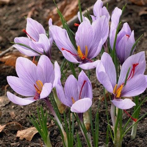 50 Of Saffron Autumn Crocus Crocus Sativus Seeds Fall Blooming