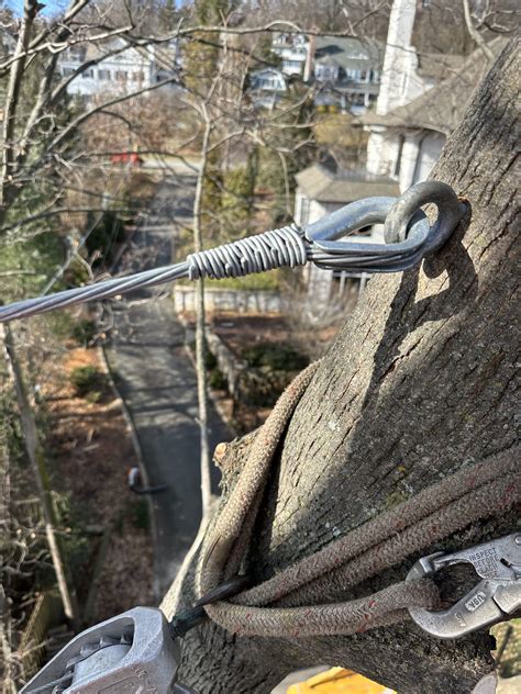 Cabling And Bracing Eugene M Brennan Tree Service