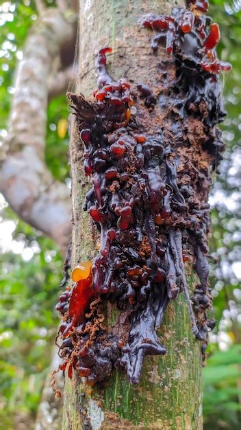 Premium Photo Tree Sap View