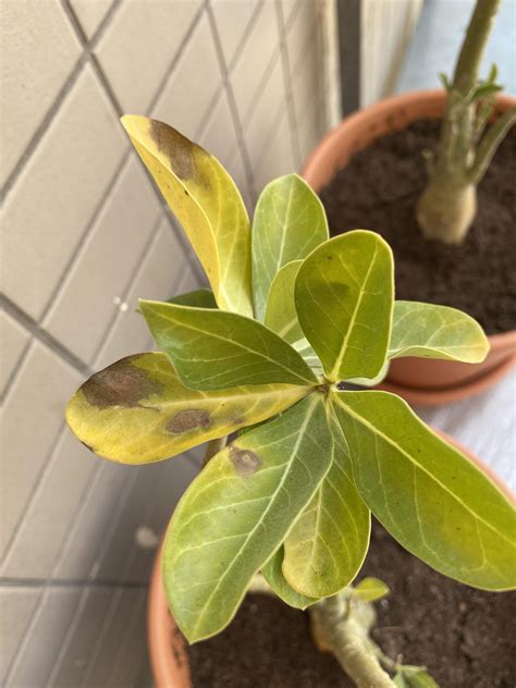 Why Desert Rose Leaves Turn Yellow Care Tips And Solutions All About