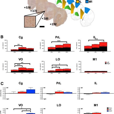 Attentional Set Shifting Task A The Asst Was Performed In A Download Scientific Diagram