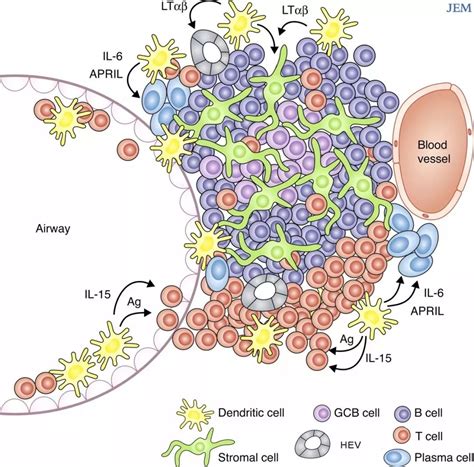 Dc细胞特征及应用详解！ 搜狐大视野 搜狐新闻
