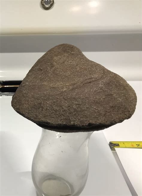 Giant Bivalve Fossil Id The Fossil Forum Giant Bivalve Fossil Id The Fossil Forum