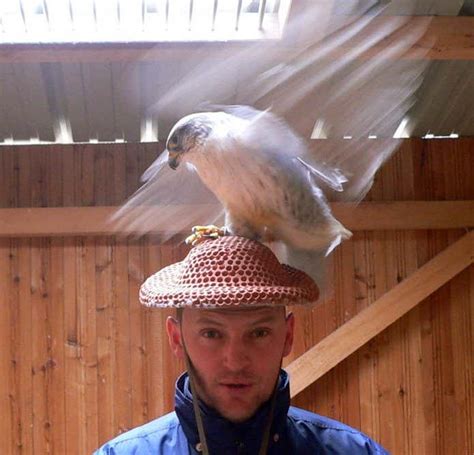 Falcon Sex Hats Kabinet Kuriozit