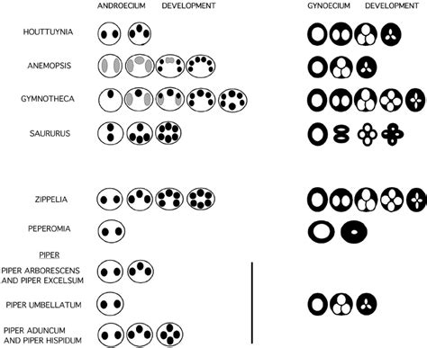 Ontogenetic Sequences For Androecia And Gynoecia In The Perianthless
