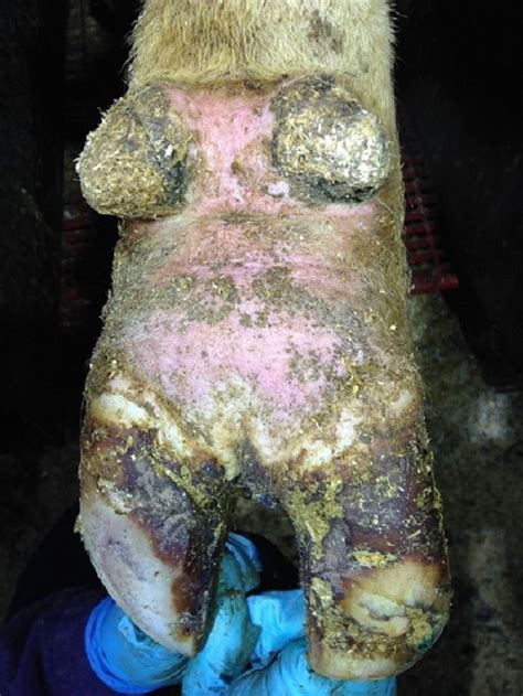 Imagefoot Rot Cow Merck Veterinary Manual