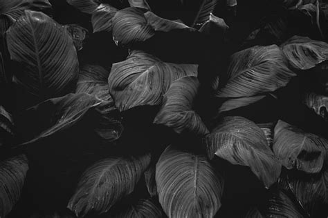 열대 잎 배경 흑백 이미지에 대한 천연 추상 적 검은 잎의 질감 흑백에 대한 스톡 사진 및 기타 이미지 흑백 식물 성장 개념 Istock